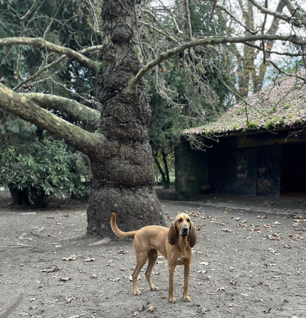 About Us - The Castle Dog Hotel